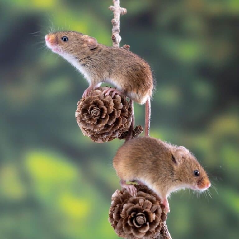 Things That Are 5 Inches Long - Everyday Objects And Size References